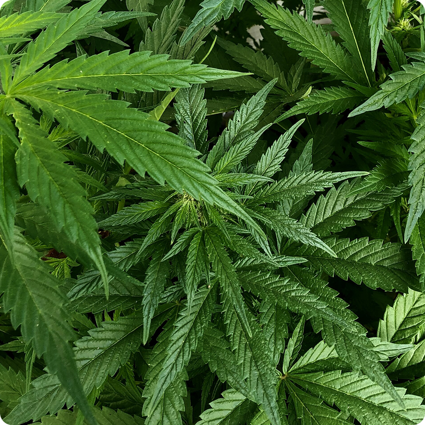 The Difference Between THCa Vs THC Percentage IndaCloud